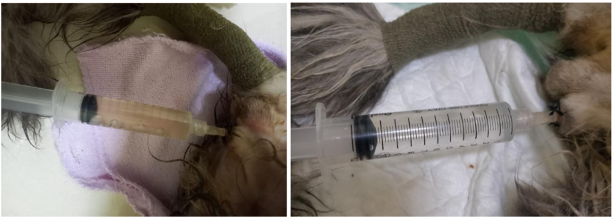 FLUTD : PENYAKIT SALURAN KENCING YANG RENTAN MENYERANG KUCING JANTAN ...